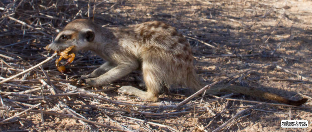 Sao Jaxx Meerkats Wiki Fandom