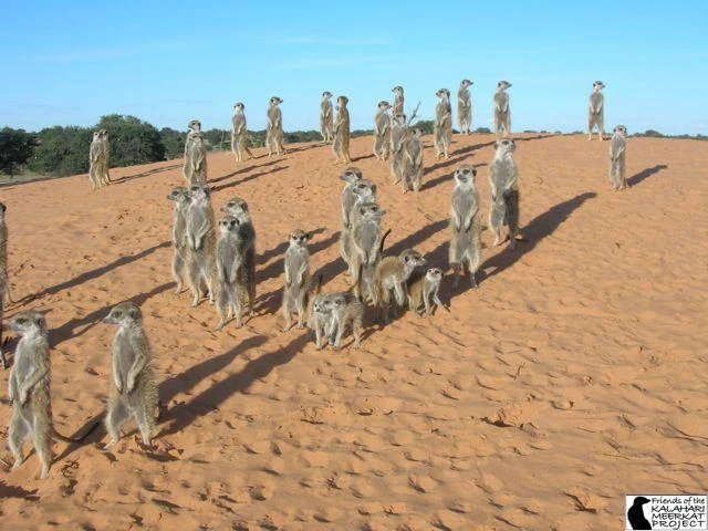 Meerkat Manor Family Tree