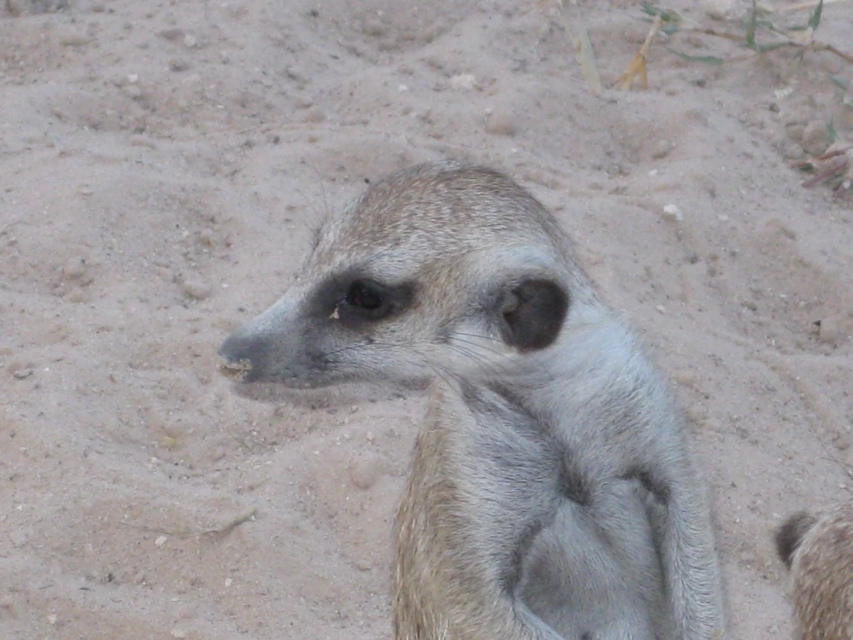 Ice Man Kung Fu | Meerkats Wiki | Fandom