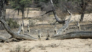 Lost Mobs | Meerkats Wiki | Fandom