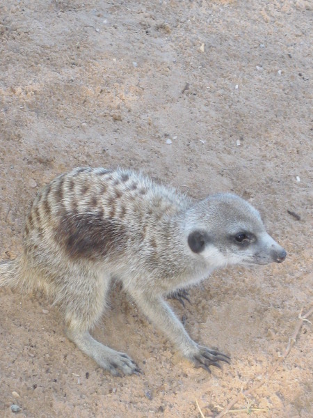 Wolfie Jaxx Meerkats Wiki Fandom