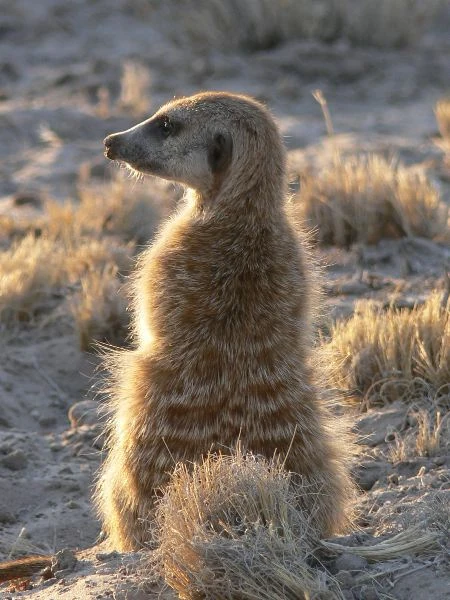 Apple Frisky | Meerkats Wiki | Fandom