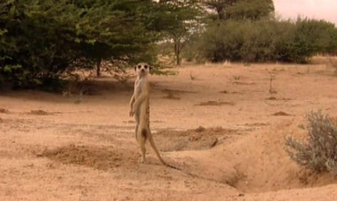 Bonzo Lazuli Meerkats Wiki Fandom