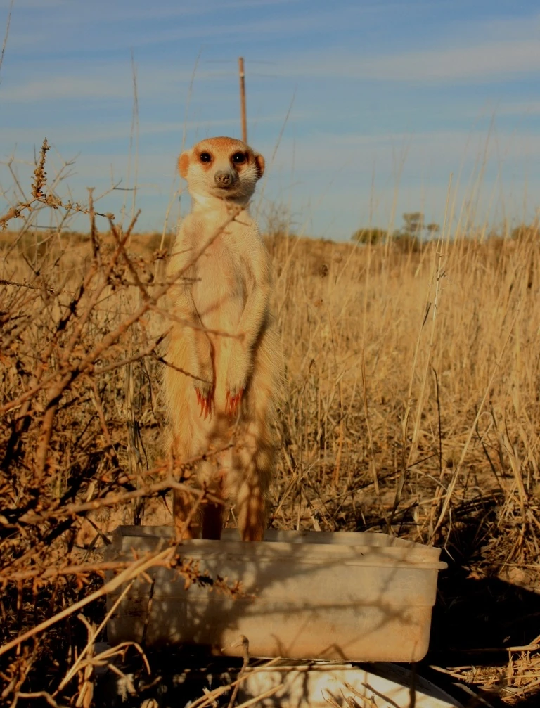 Lucifer Drie Doring | Meerkats Wiki | Fandom