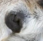 Meerkat Anatomy | Meerkats Wiki | Fandom