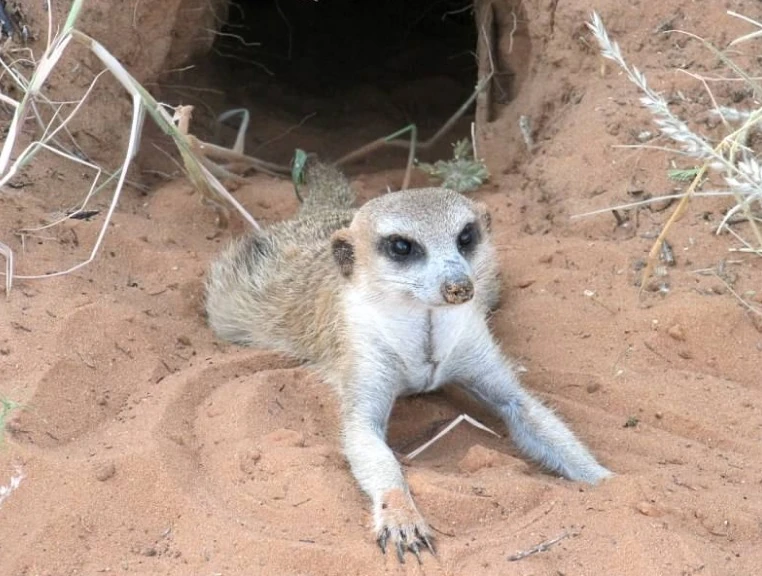 Bertle Whiskers | Meerkats Wiki | Fandom