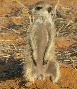 Princess Madcat Whiskers | Meerkats Wiki | Fandom