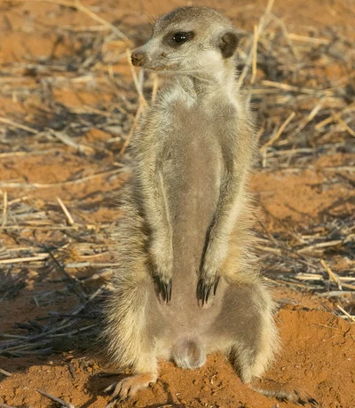 Princess Madcat Whiskers | Meerkats Wiki | Fandom