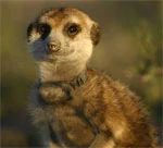 Category:Group Galleries | Meerkats Wiki | Fandom