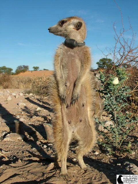 Category:Users | Meerkats Wiki | Fandom