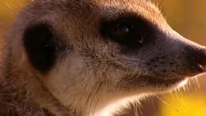 Baddiel Whiskers | Meerkats Wiki | Fandom