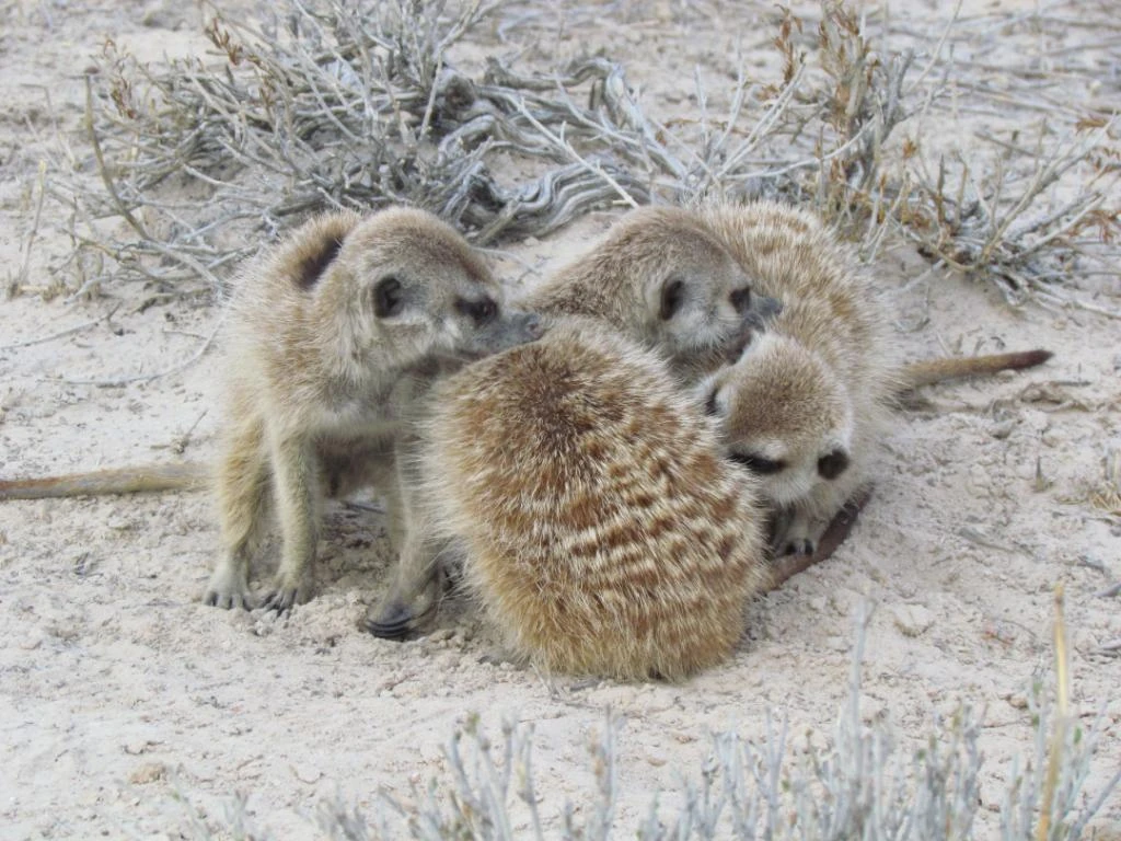 Hooligans Mob | Meerkats Wiki | Fandom