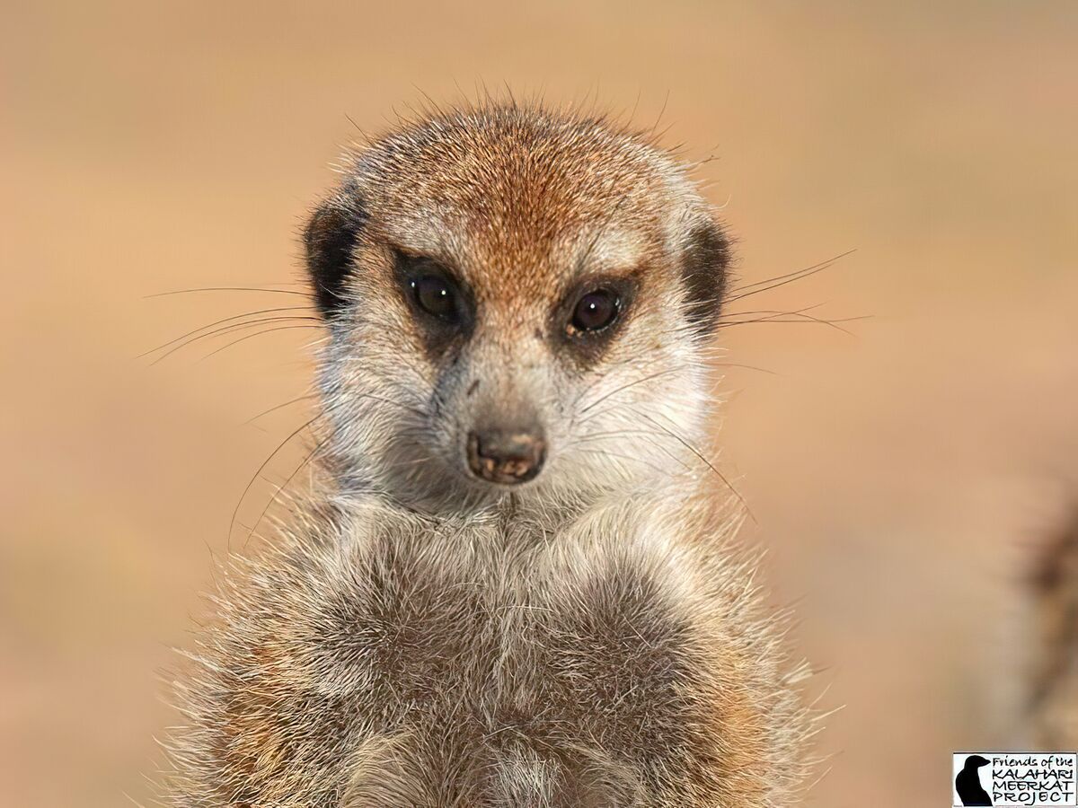 Mitch Whiskers Meerkats Wiki Fandom