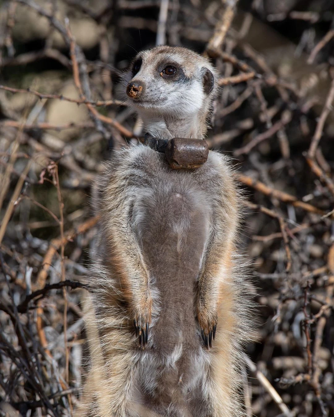 Spruddel Zulus | Meerkats Wiki | Fandom