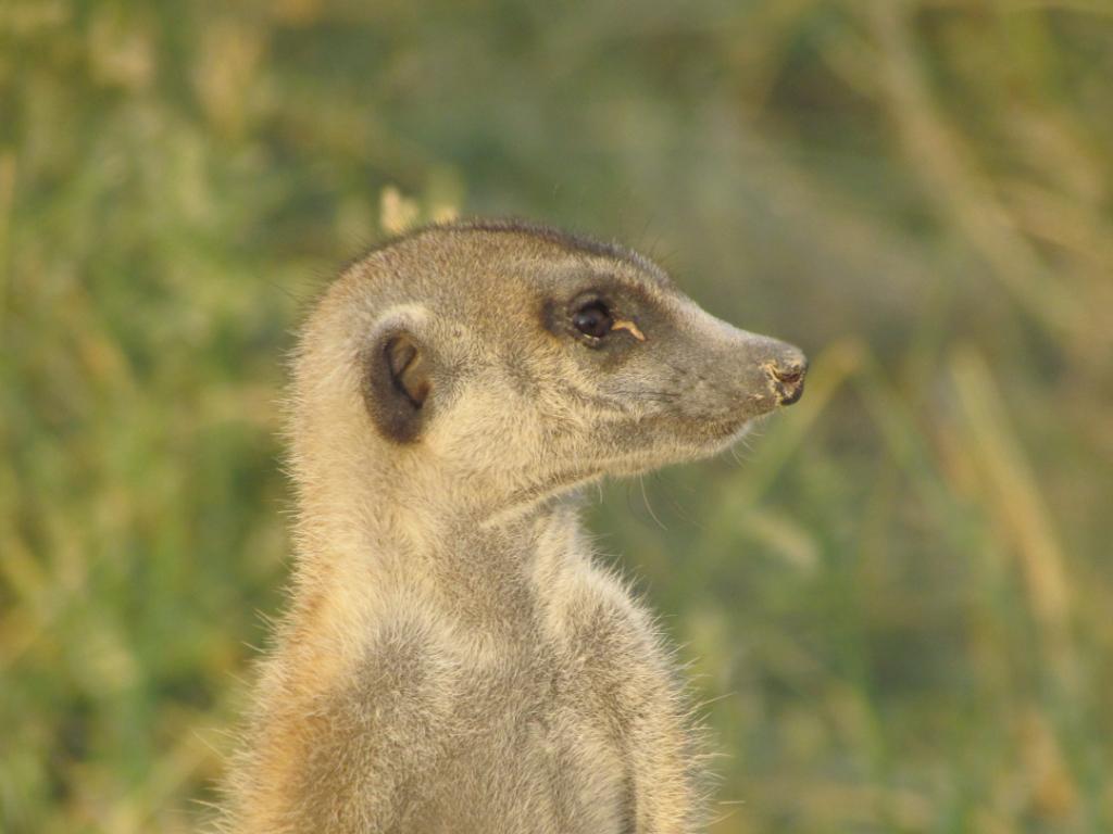 Egbert Jaxx Meerkats Wiki Fandom