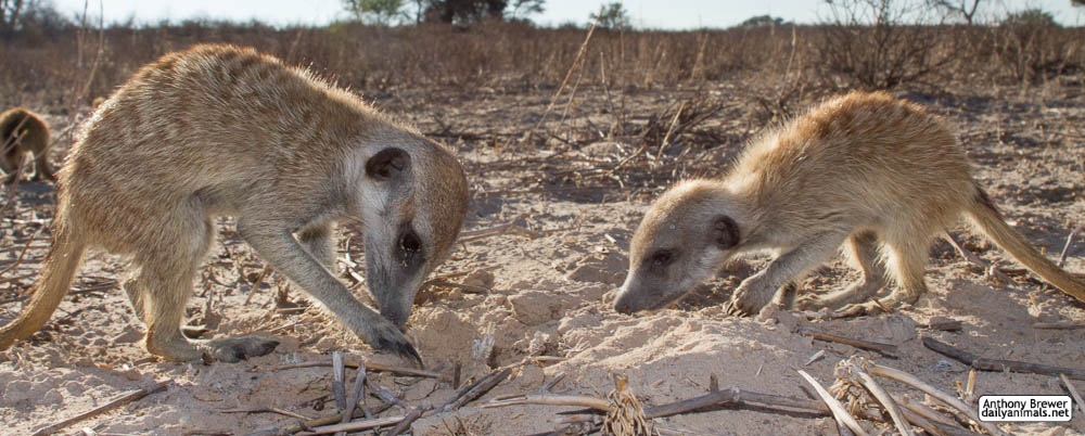 Lust Lazuli Meerkats Wiki Fandom