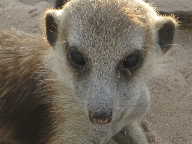 Penetrant Whiskers Meerkats Wiki Fandom