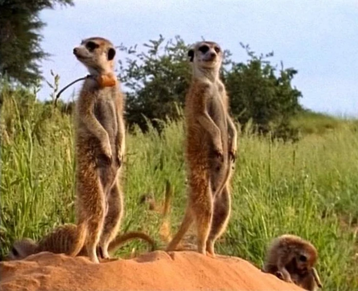 Meerkat Madness: Walking with Meerkats | Meerkats Wiki | Fandom