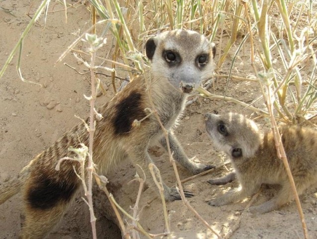 Oriole Whiskers Meerkats Wiki Fandom