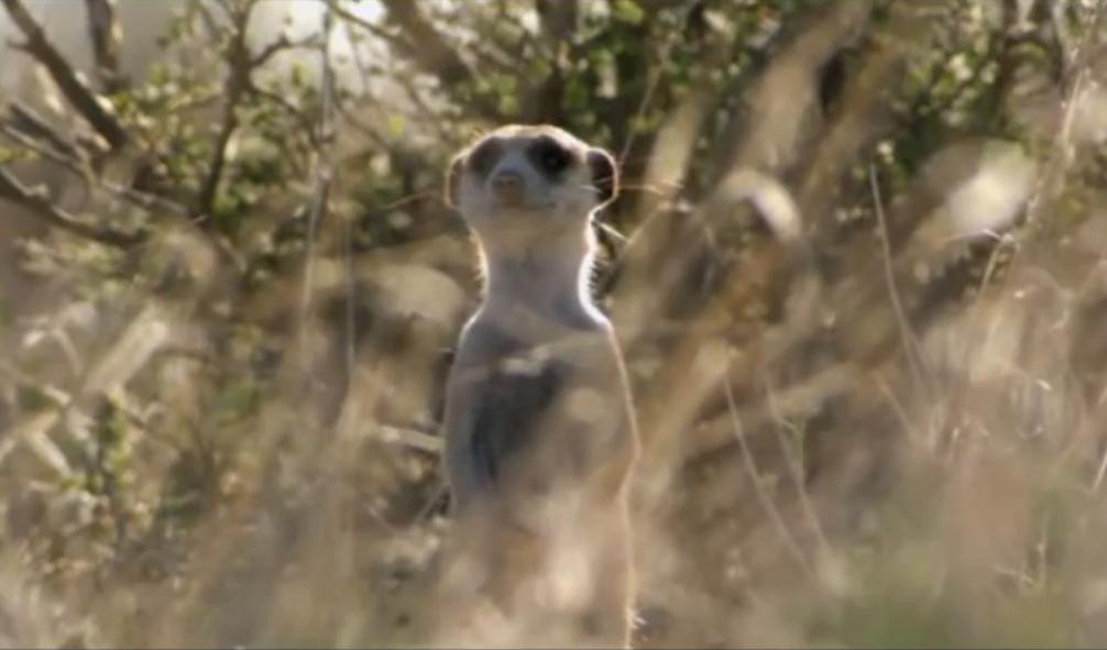 Titus Lazuli Meerkats Wiki Fandom