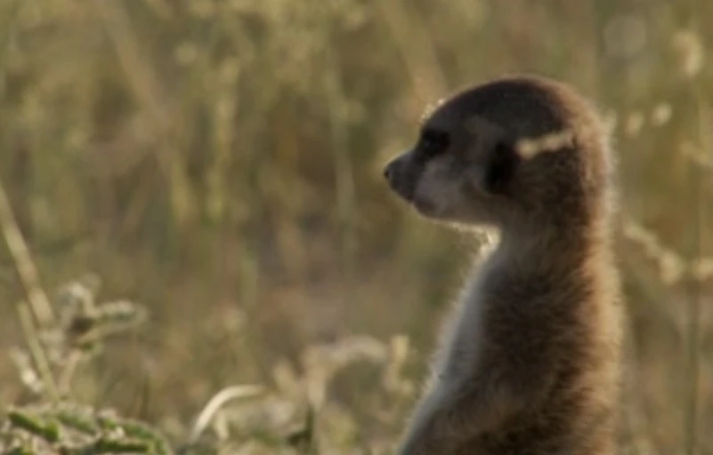 Meerkat Manor Gif