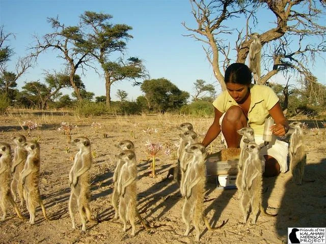 Lost Mobs | Meerkats Wiki | Fandom