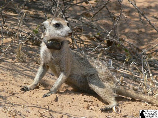 Monkulus Whiskers | Meerkats Wiki | Fandom