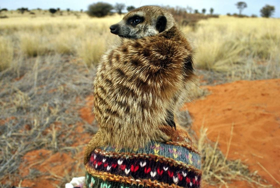 Bar-Ba-Loot Ewoks | Meerkats Wiki | Fandom