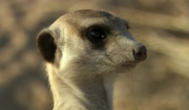 Tina Sparkle Whiskers Meerkats Wiki Fandom