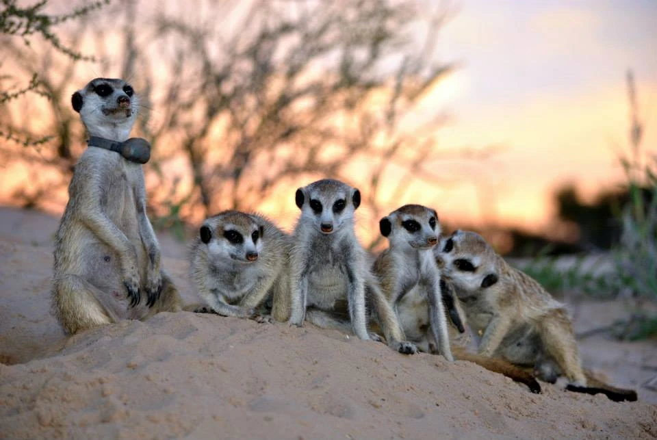 Pandora Mob | Meerkats Wiki | Fandom