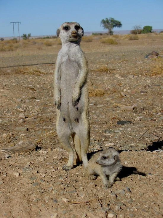 Igraine Avatar | Meerkats Wiki | Fandom