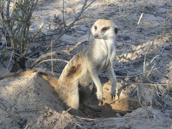 Hooligans Mob/Gallery | Meerkats Wiki | Fandom