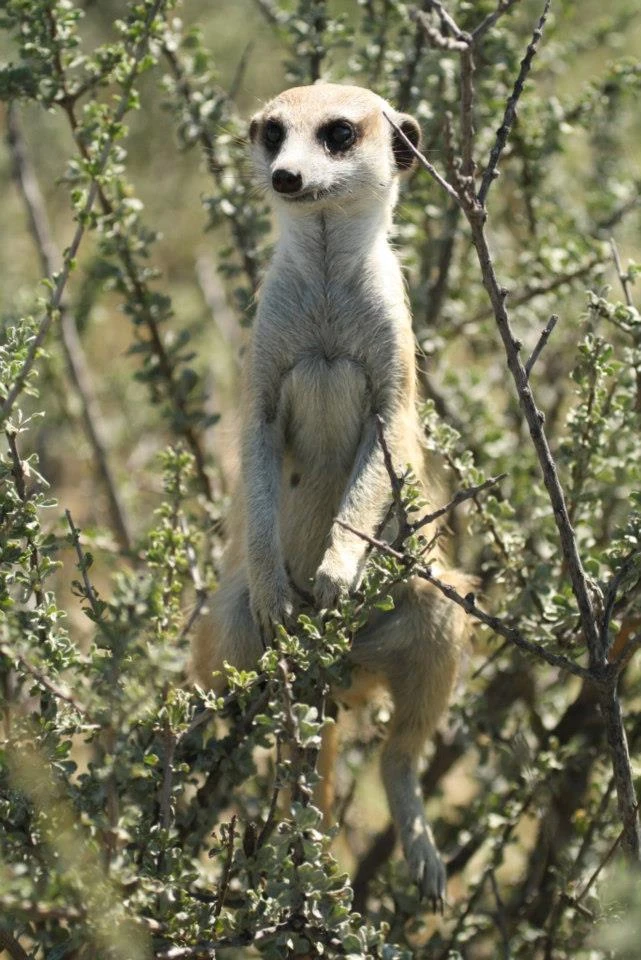 Marilyn Drie Doring | Meerkats Wiki | Fandom