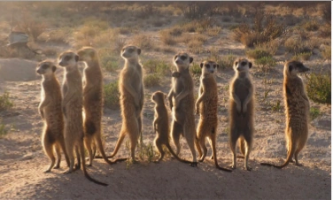 Current Mobs | Meerkats Wiki | Fandom
