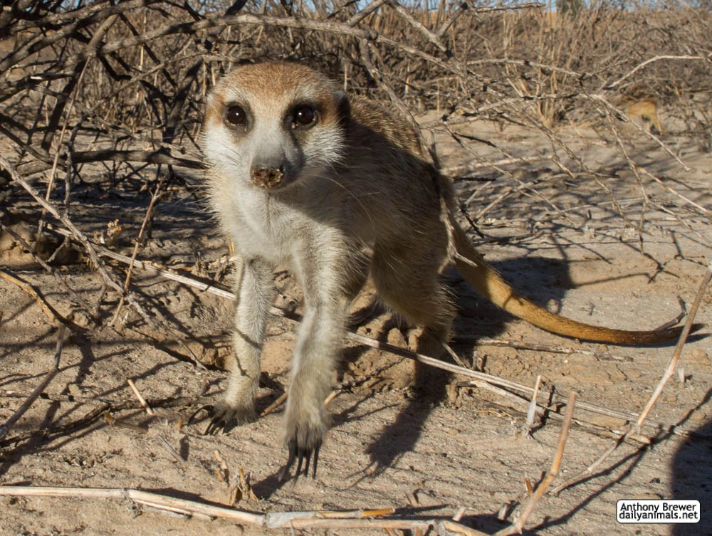Wiley Drie Doring | Meerkats Wiki | Fandom