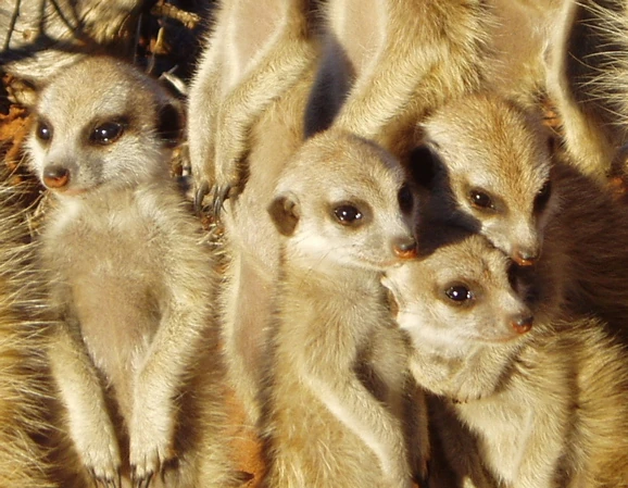 Frisky Meerkat Group | Meerkats Of The Kalahari Wiki | Fandom