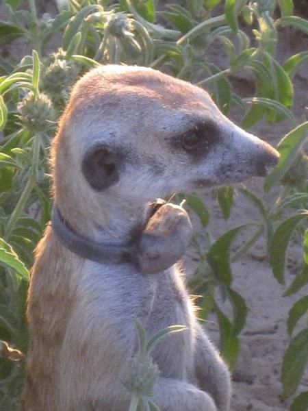 Jo Jo Hello Elveera | Meerkats Of The Kalahari Wiki | Fandom