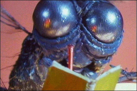 F.W. Fly | Meet The Feebles Wiki | Fandom