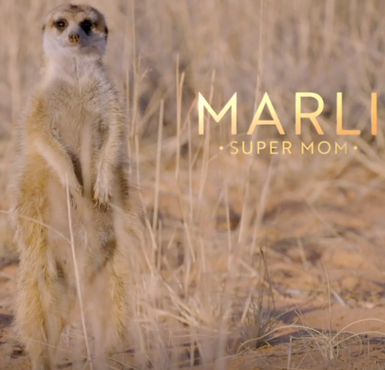 Marli | MeetTheMeerkats Wiki | Fandom