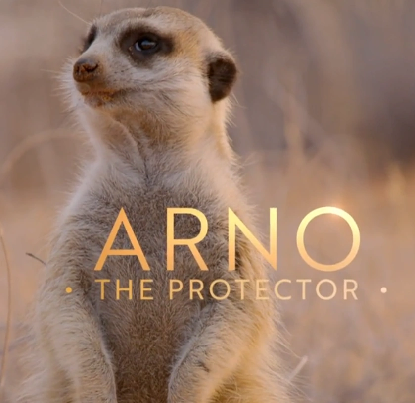 Arno | MeetTheMeerkats Wiki | Fandom