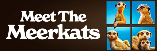 Test Meerkat | MeetTheMeerkats Wiki | Fandom