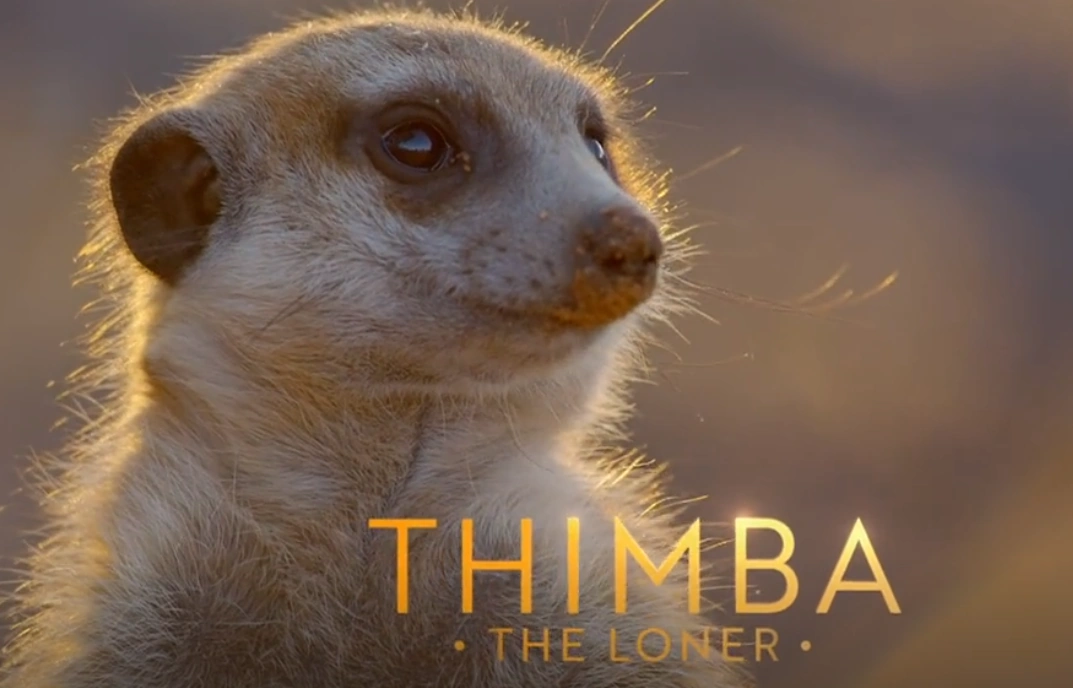 Thimba | MeetTheMeerkats Wiki | Fandom