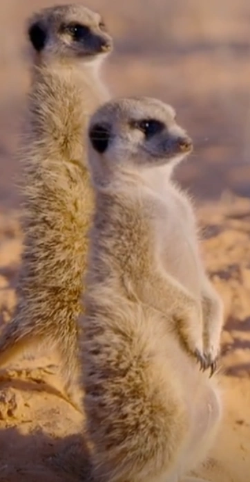 Scar | MeetTheMeerkats Wiki | Fandom
