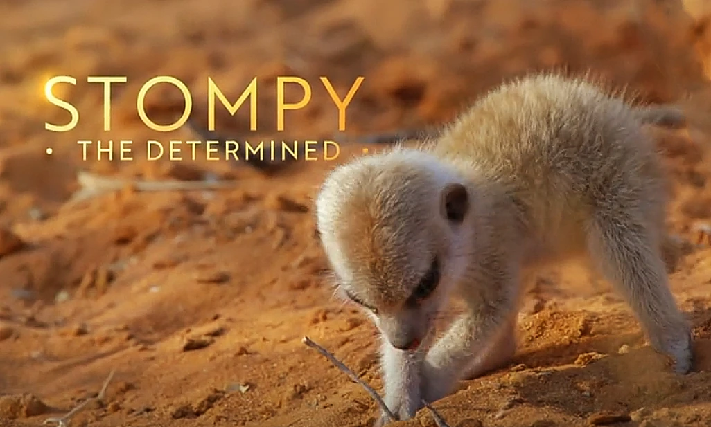 Stompy | MeetTheMeerkats Wiki | Fandom