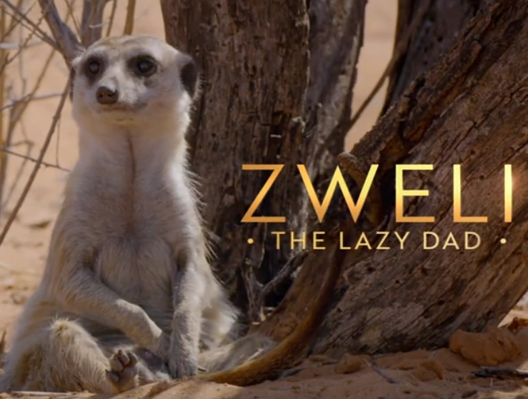 Zweli | MeetTheMeerkats Wiki | Fandom