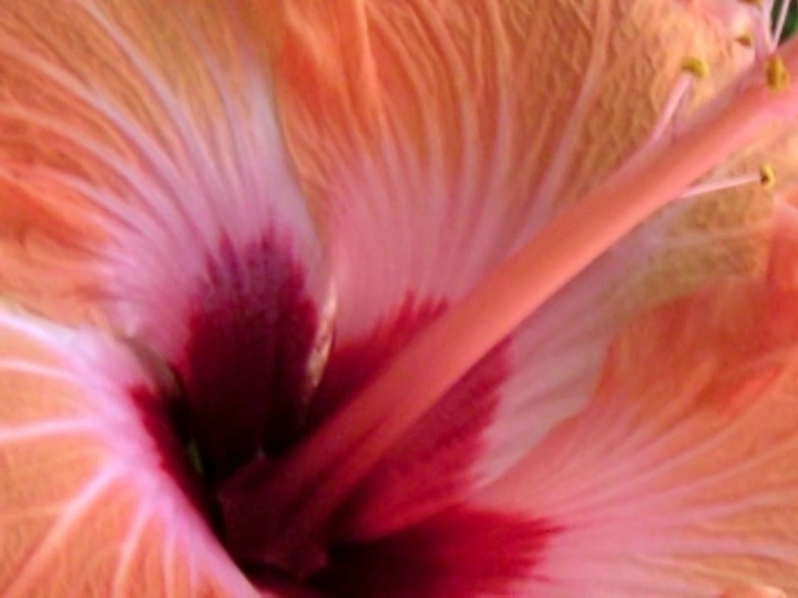 Handful of Desire | Meet The Residents Wiki | Fandom