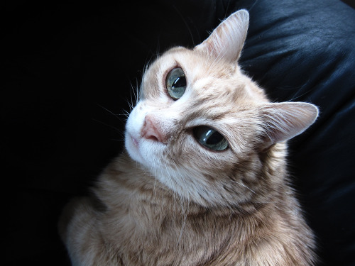 Maurice and Me, February 2012 | Meet The Residents Wiki | Fandom