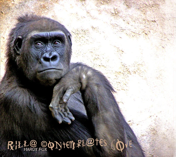 Rilla Contemplates Love | Meet The Residents Wiki | Fandom