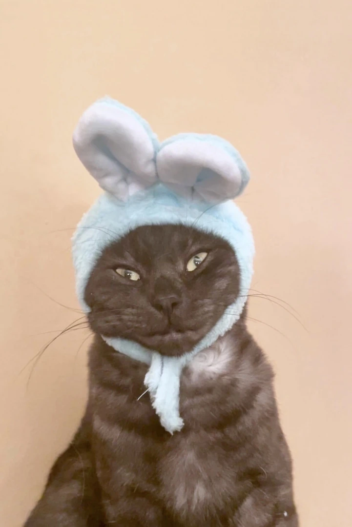 Bunny Meevin | Meevin Fan Wiki | Fandom