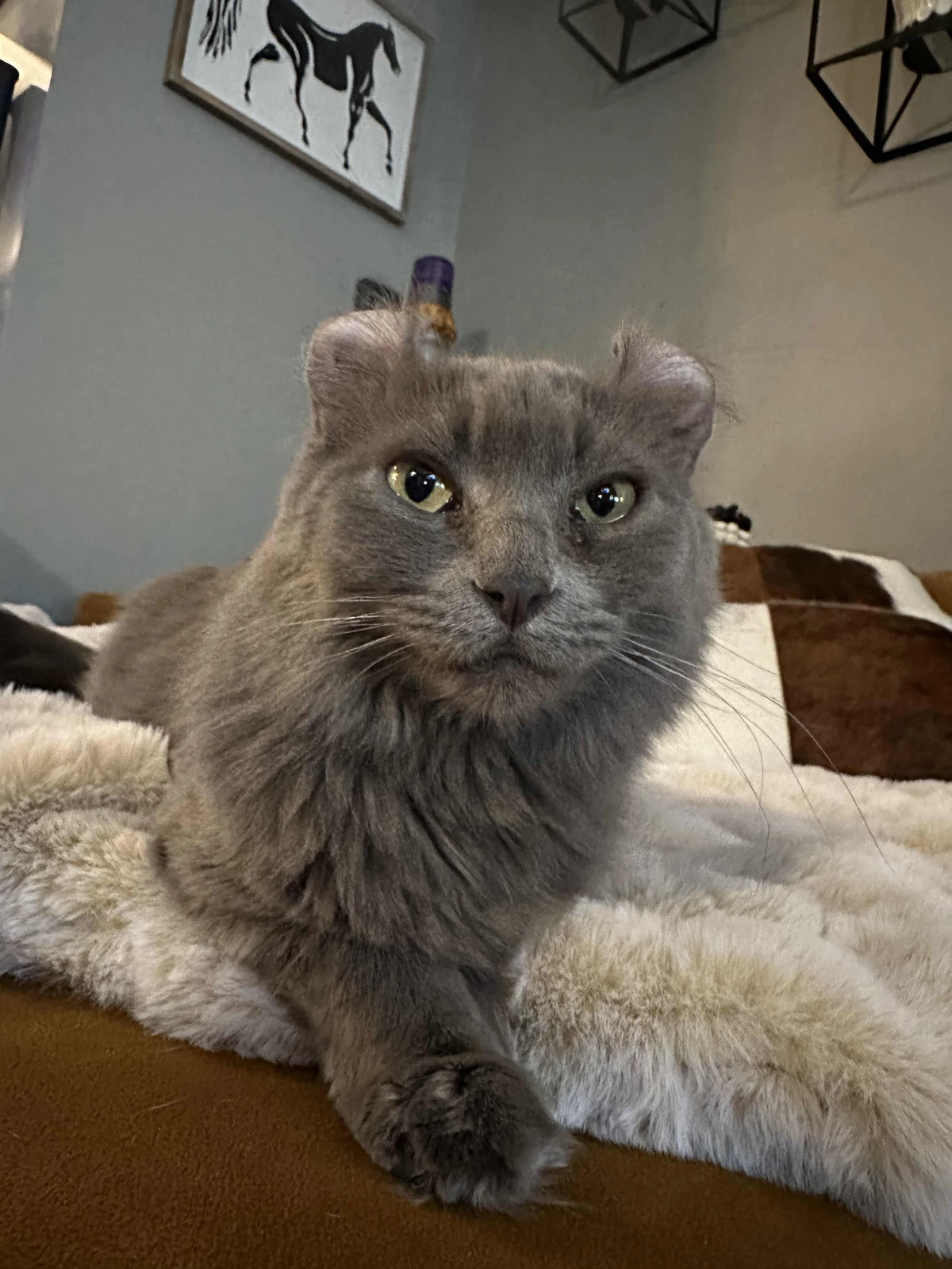 Fifi | Meevin Fan Wiki | Fandom